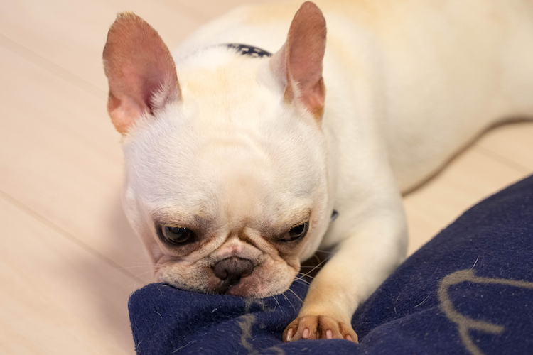 Pejsek se pokusil dostat na gauč. Po posledním pokusu znervozněl