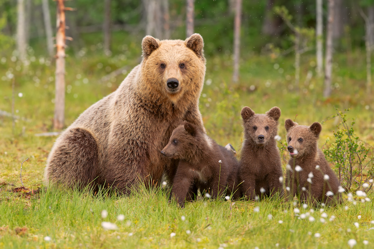 Medvědí rodinka se vloupe na zahradu a udělá si bazénovou party