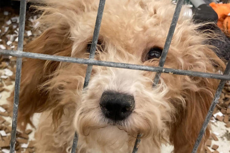 Proměna traumatizovaného psa, který dnes zachraňuje nešťastná štěňata